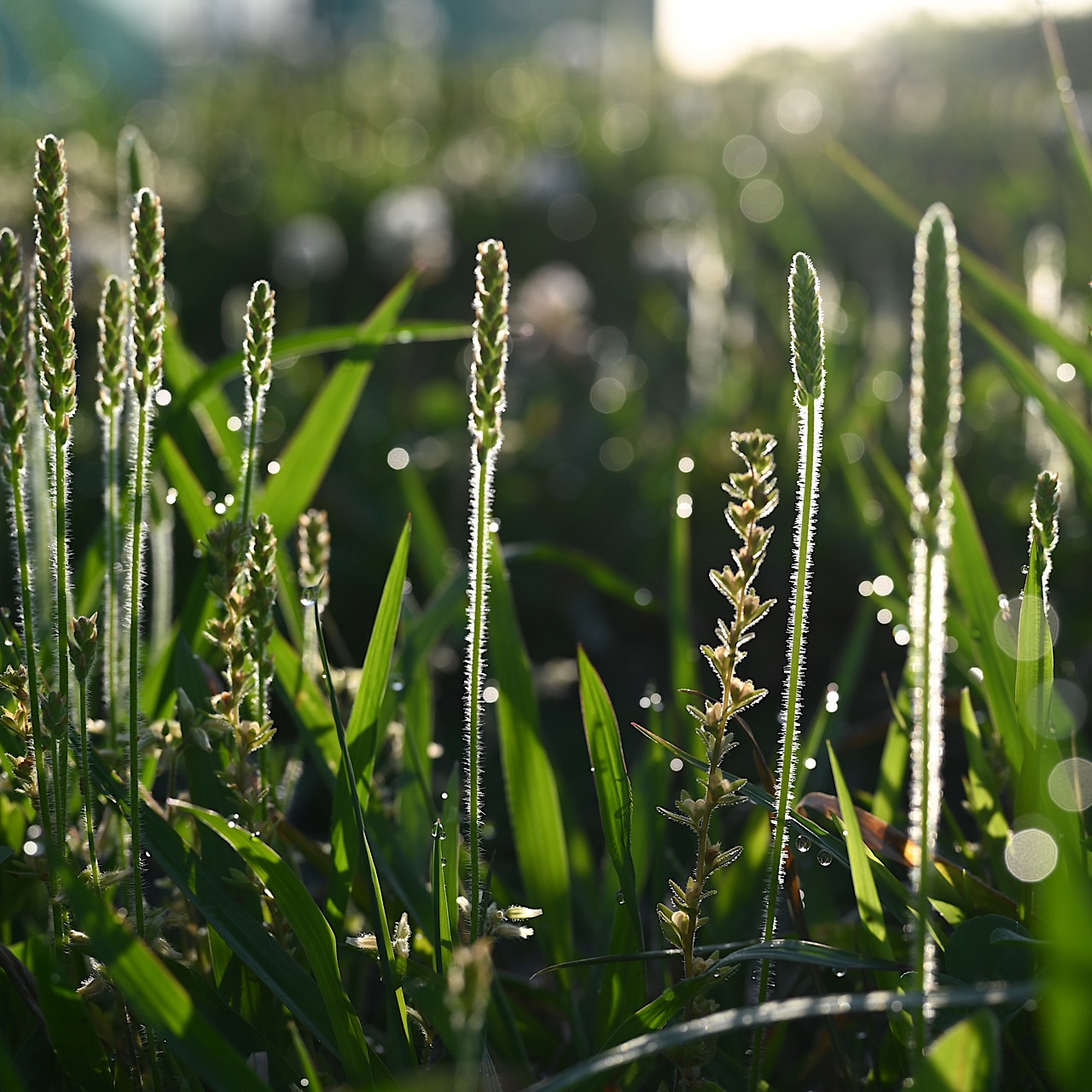 Morning drops – ORIGINALS