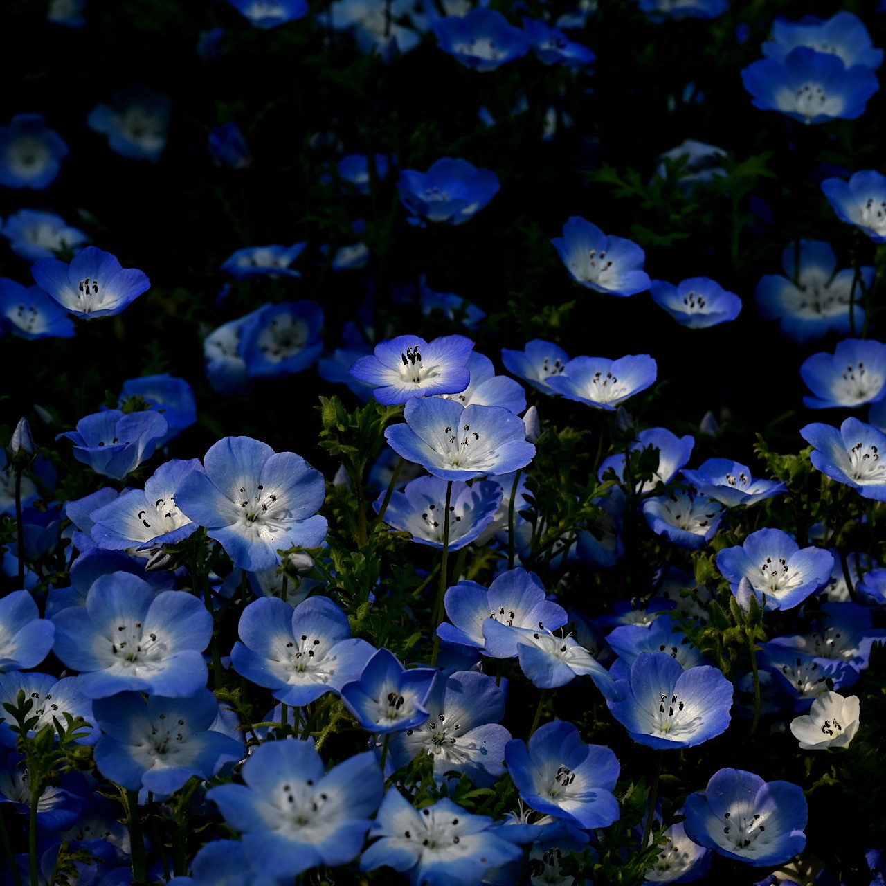 Lovely and robust blue in the small park – ORIGINALS